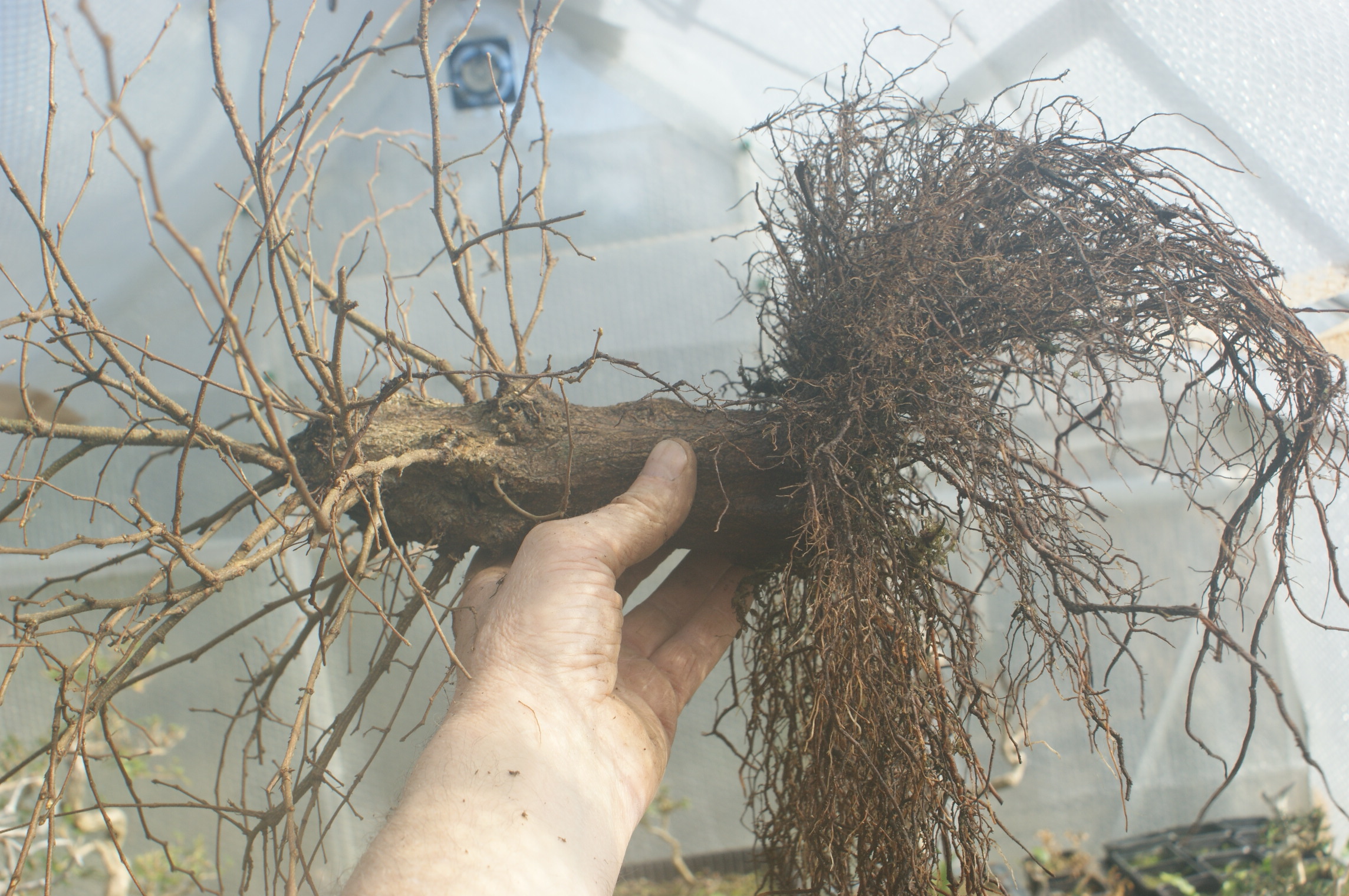 Korean Hornbeam – Exeter Bonsai Society