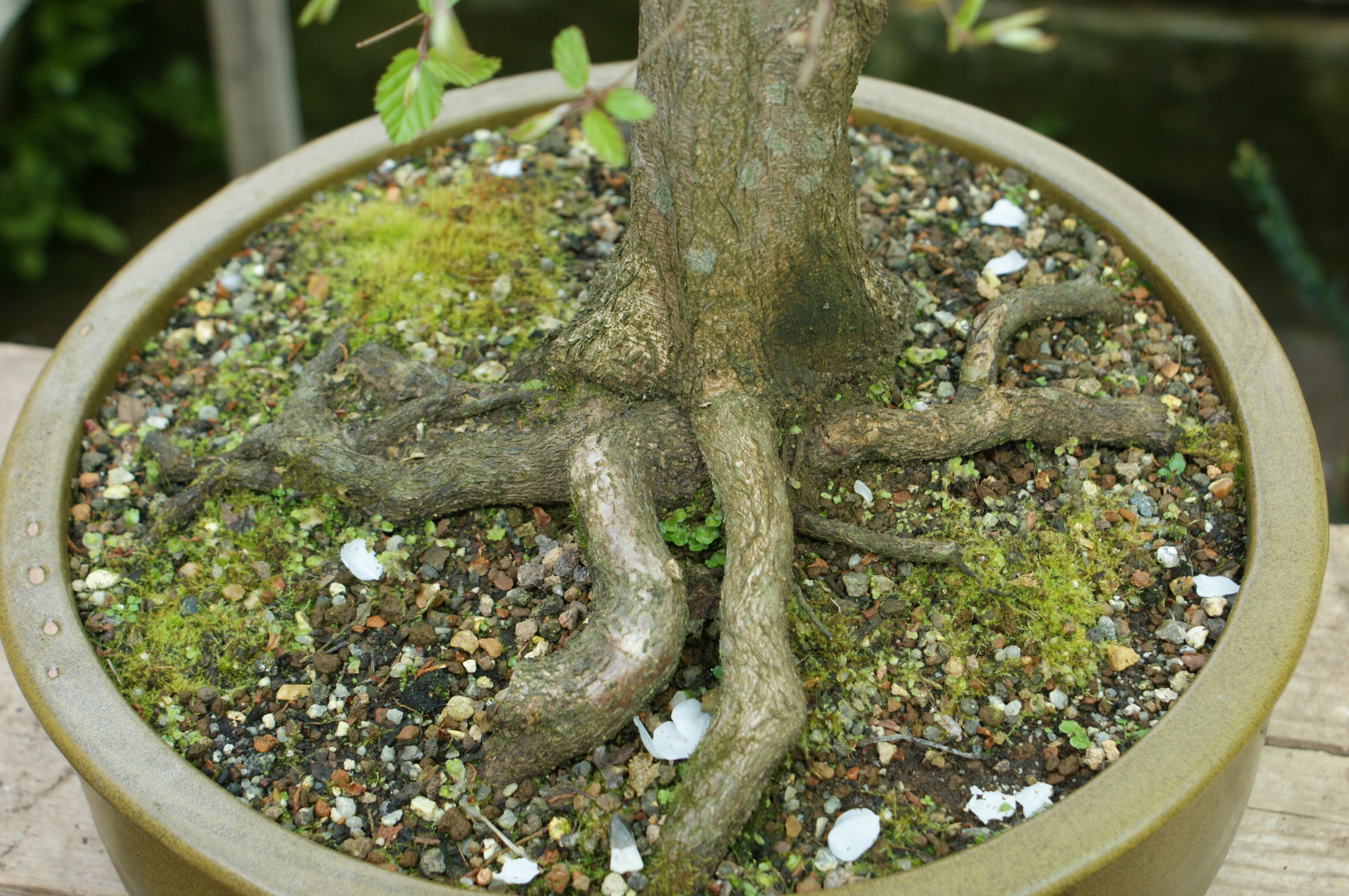 Korean Hornbeam – Exeter Bonsai Society