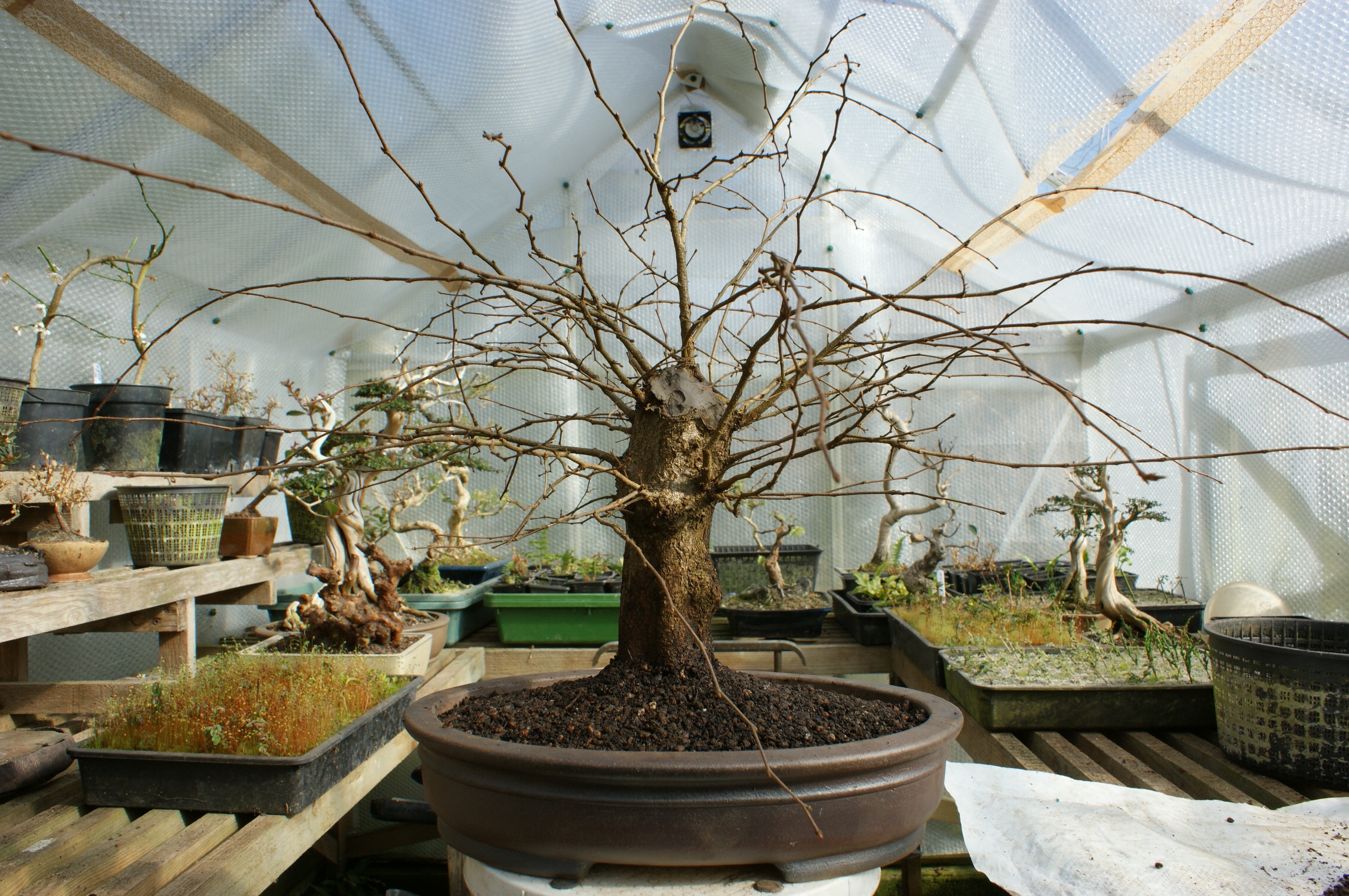Korean Hornbeam – Exeter Bonsai Society
