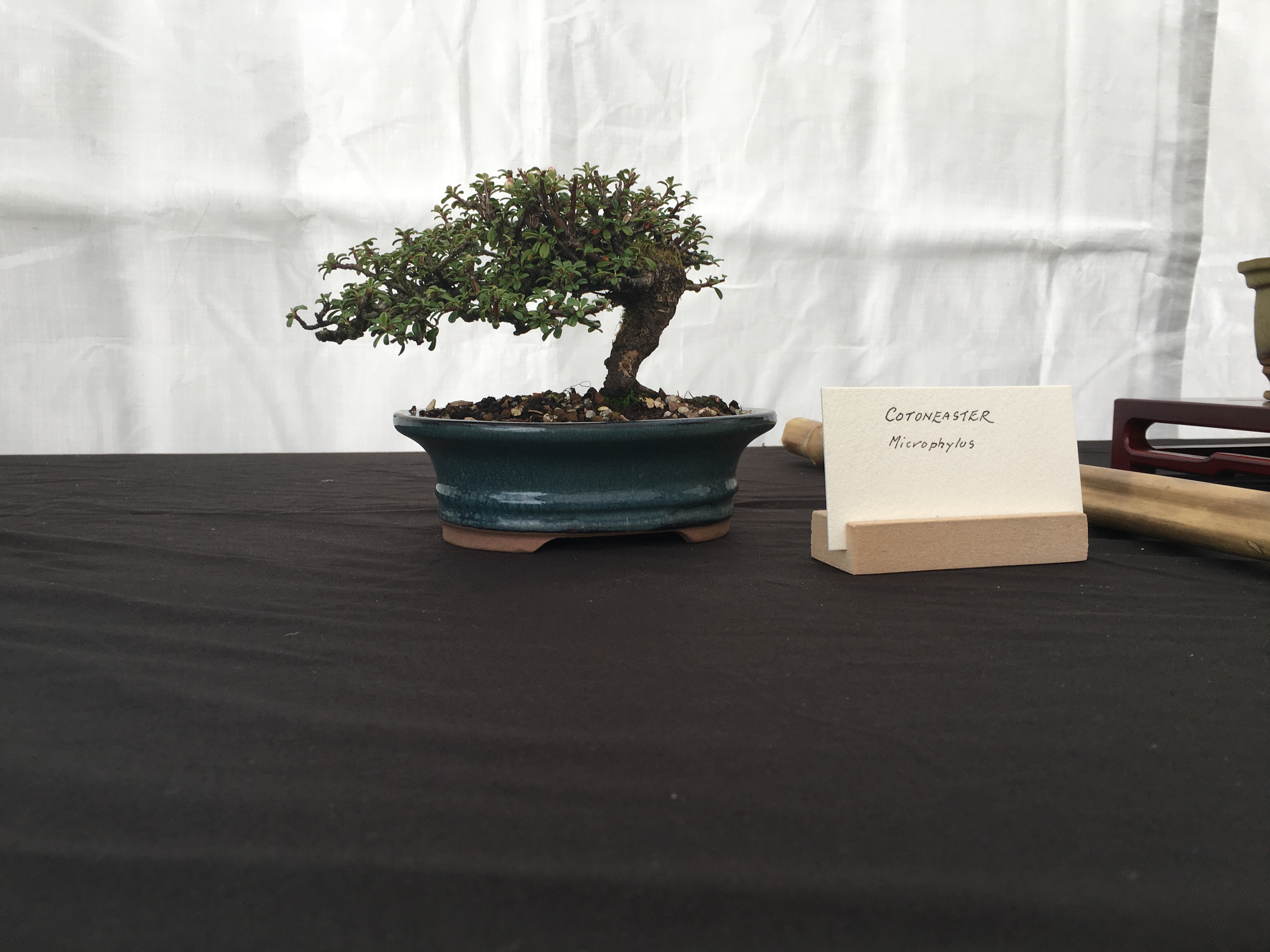 Taunton & Somerset Bonsai Club Annual Show – Exeter Bonsai Society