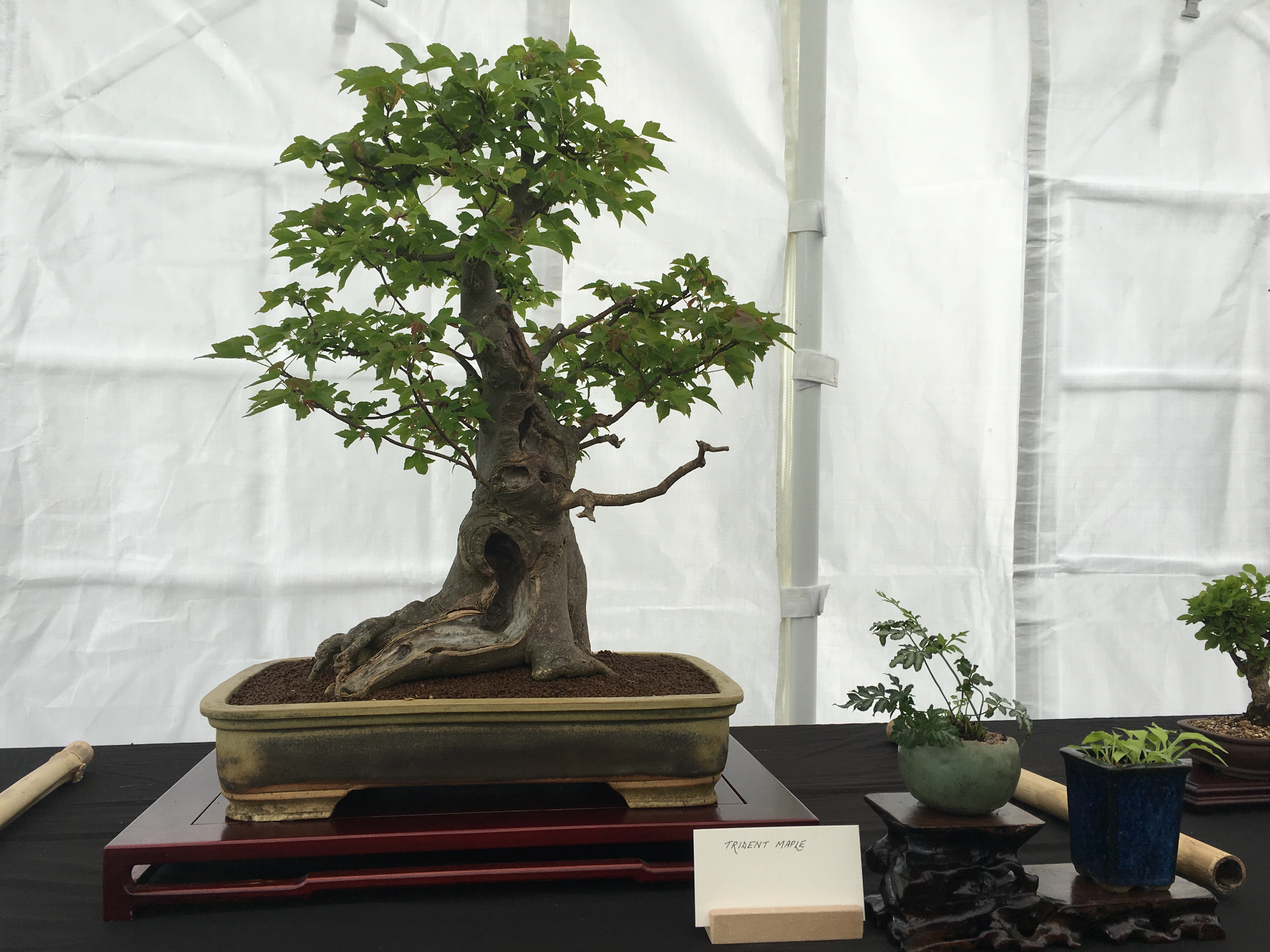 Taunton & Somerset Bonsai Club Annual Show – Exeter Bonsai Society